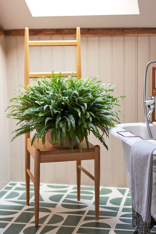 Welcome to Botantic, York's Urban Jungle – BotanicYork